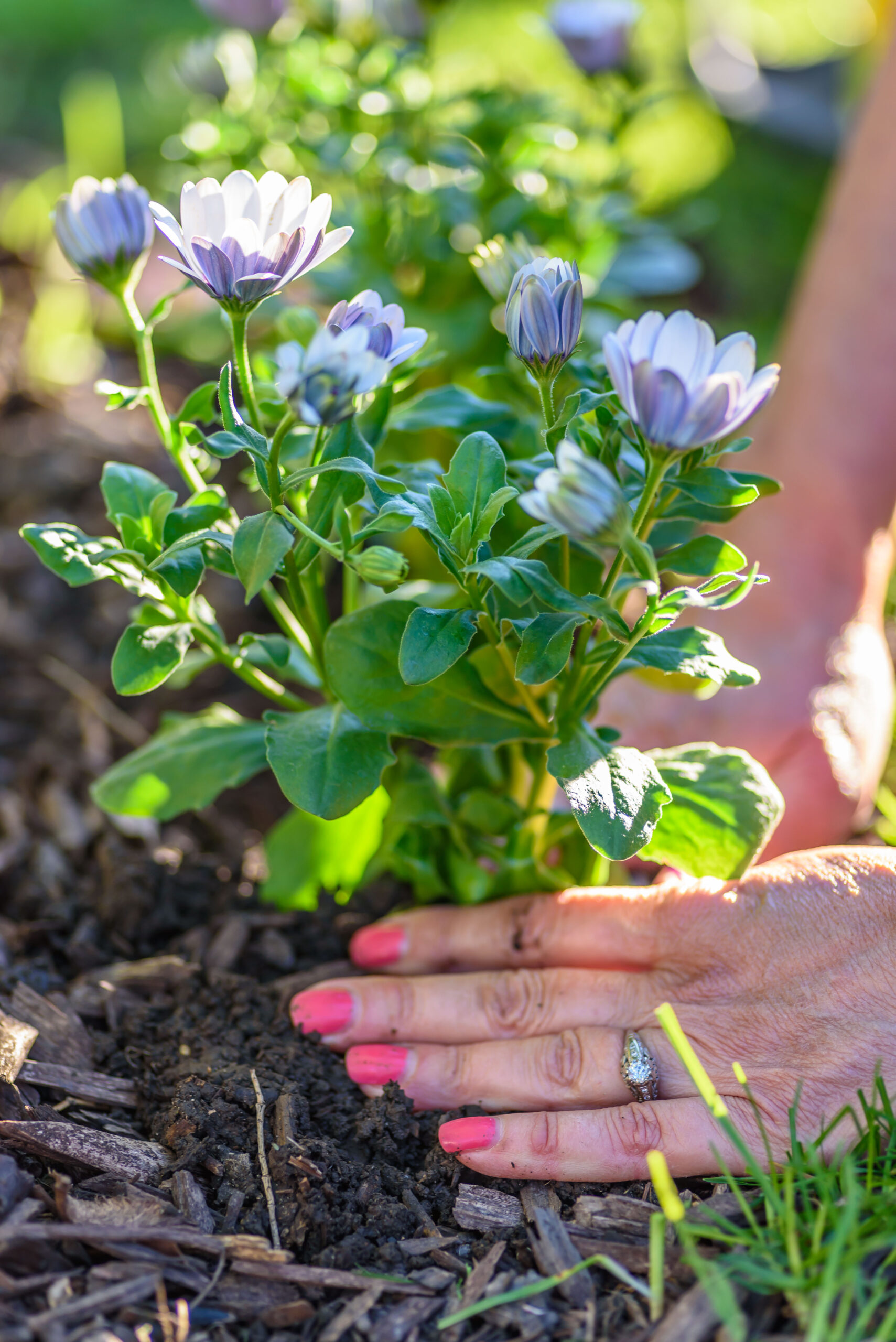 Plant like a pro, yo - San Antonio Water System